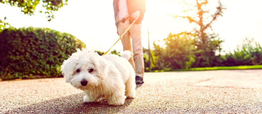How Do You Become a Professional Dog Walker?