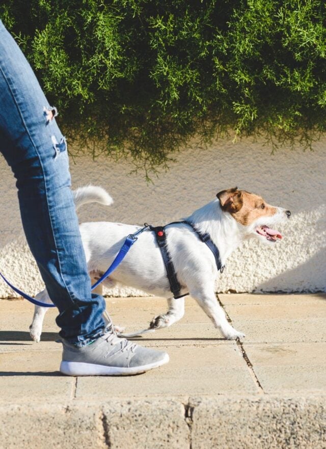 Dog Walking Insurance: Online Quote in 60 Seconds | Thimble
